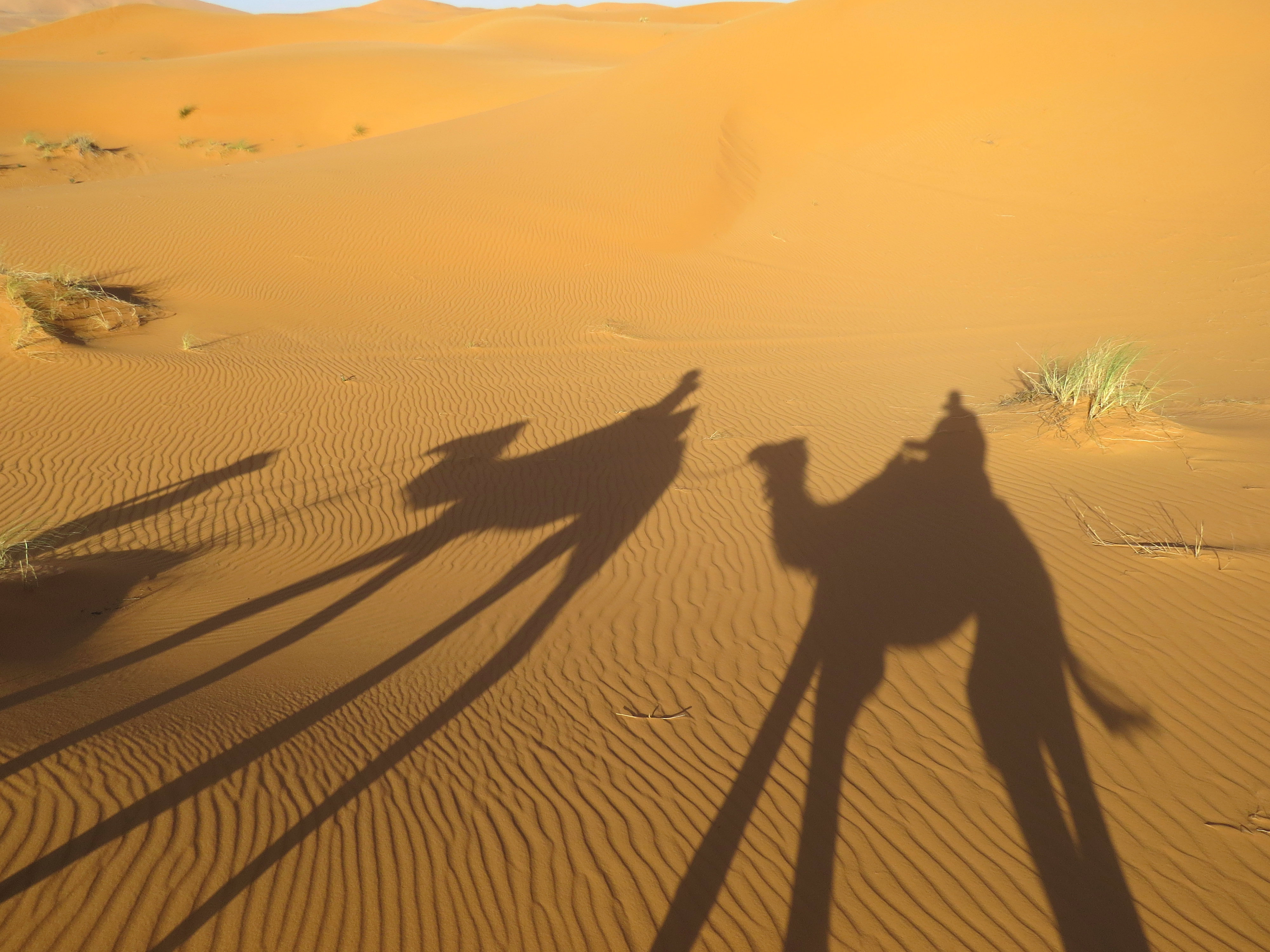 Camel Shadows | hoboish
